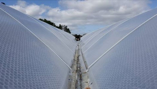 SolaWrap Greenhouse Images